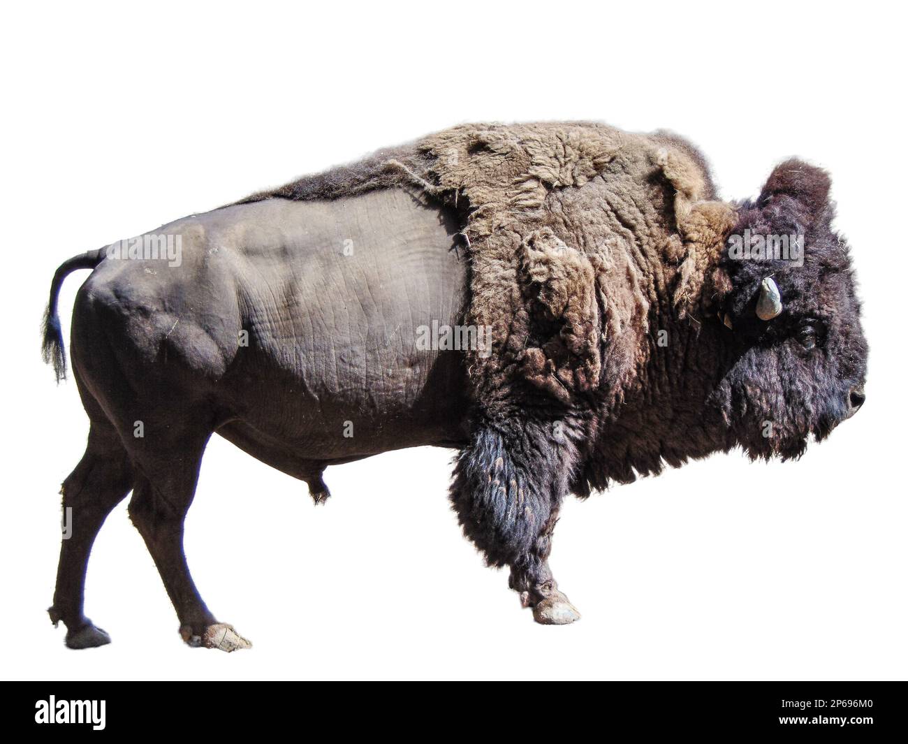Bison isolated on white background Stock Photo - Alamy