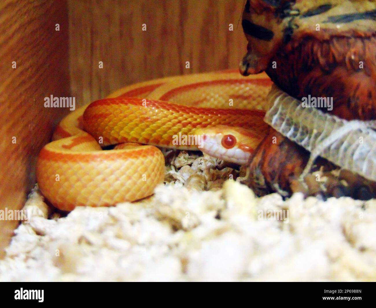 Snake in a cage hi-res stock photography and images - Alamy