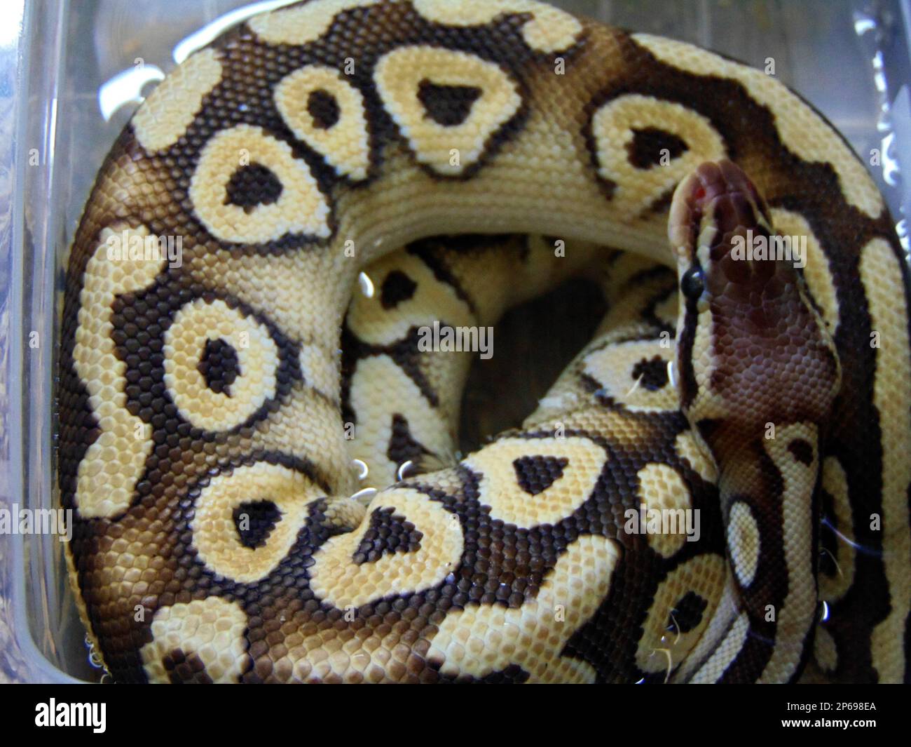 a snake in a cage - reptile Stock Photo - Alamy