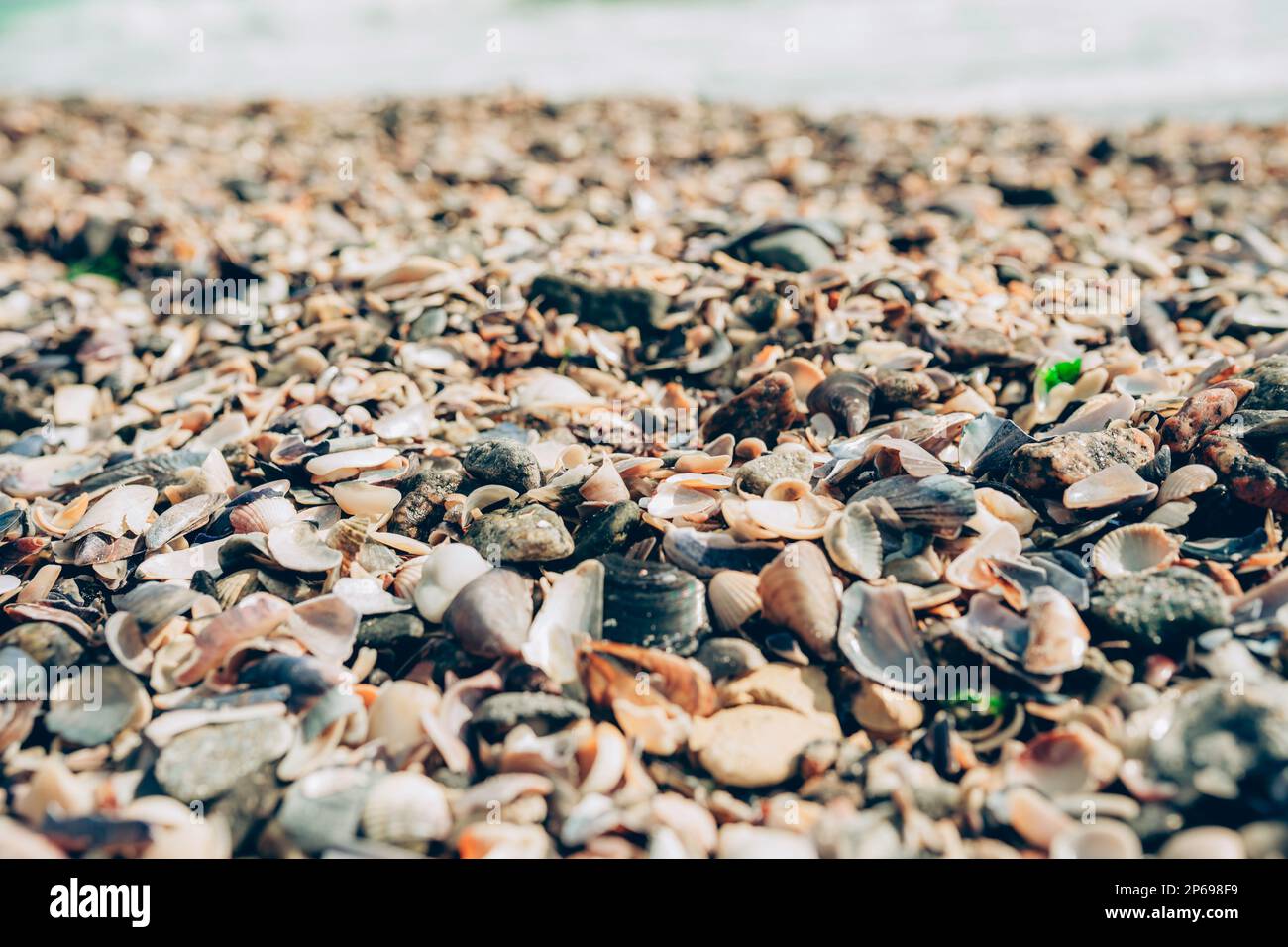 Seashells on the beach. Beautiful summer background with sea shells ...