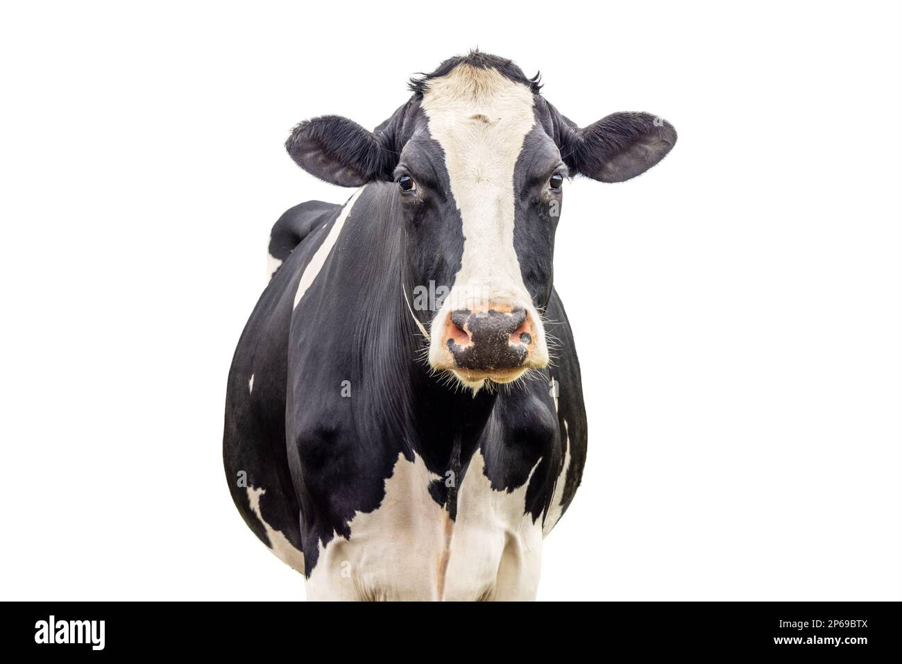 One cow isolated on white, black and white front view looking, pink ...