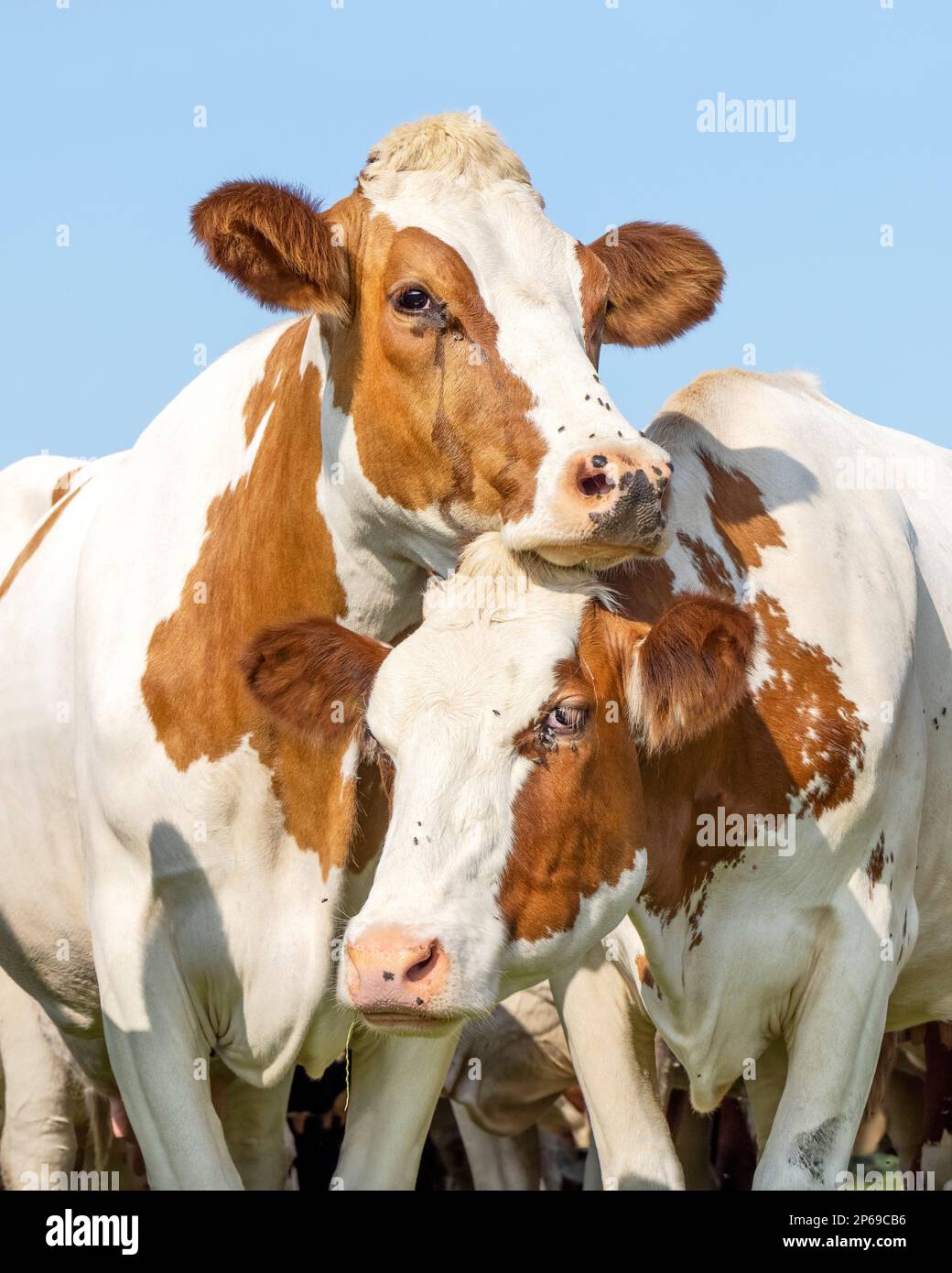 Cow love playfully cuddling another in a pasture under a blue sky Stock ...