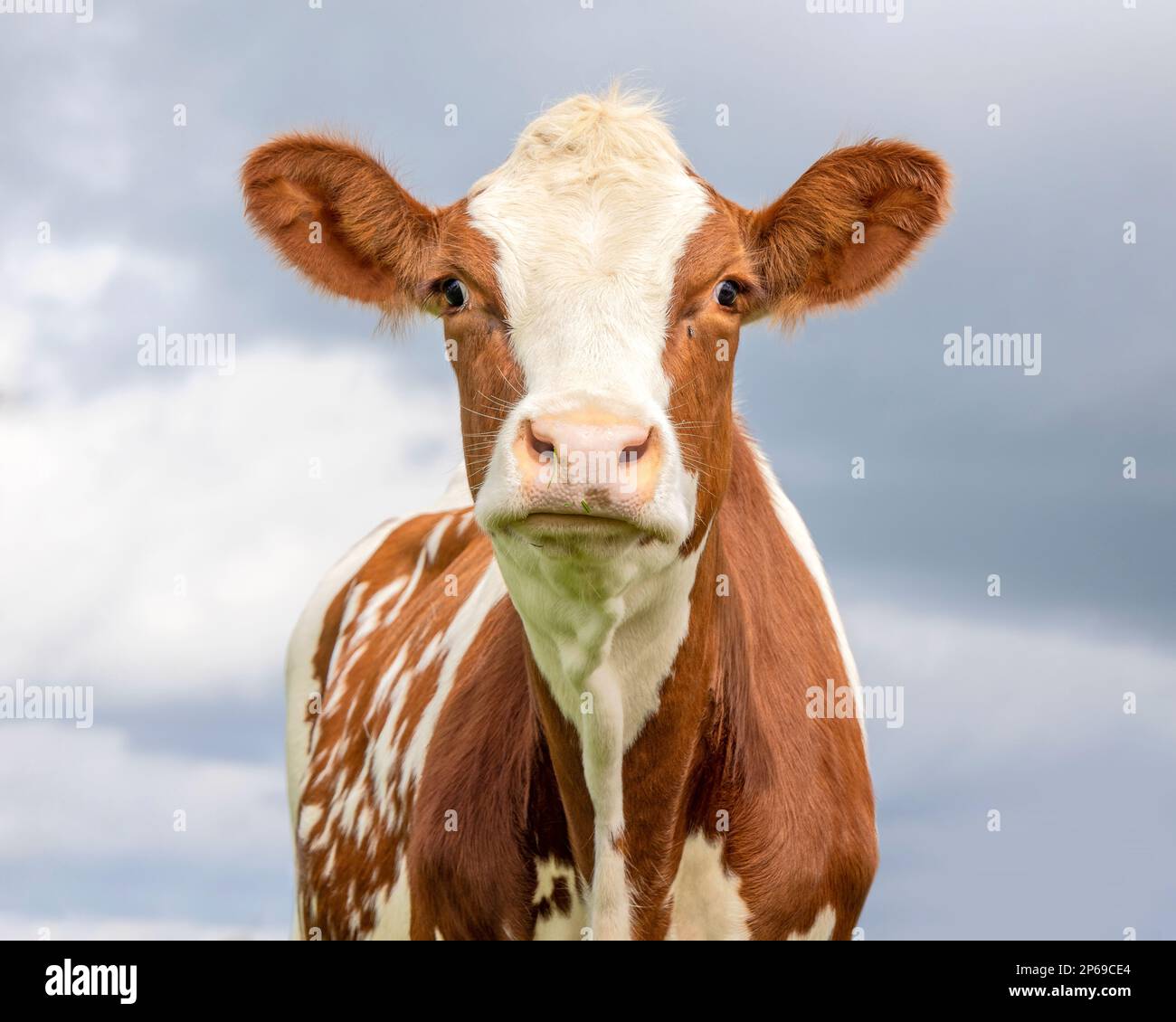 Cow portrait, a cute and calm red and white, pink nose and friendly ...