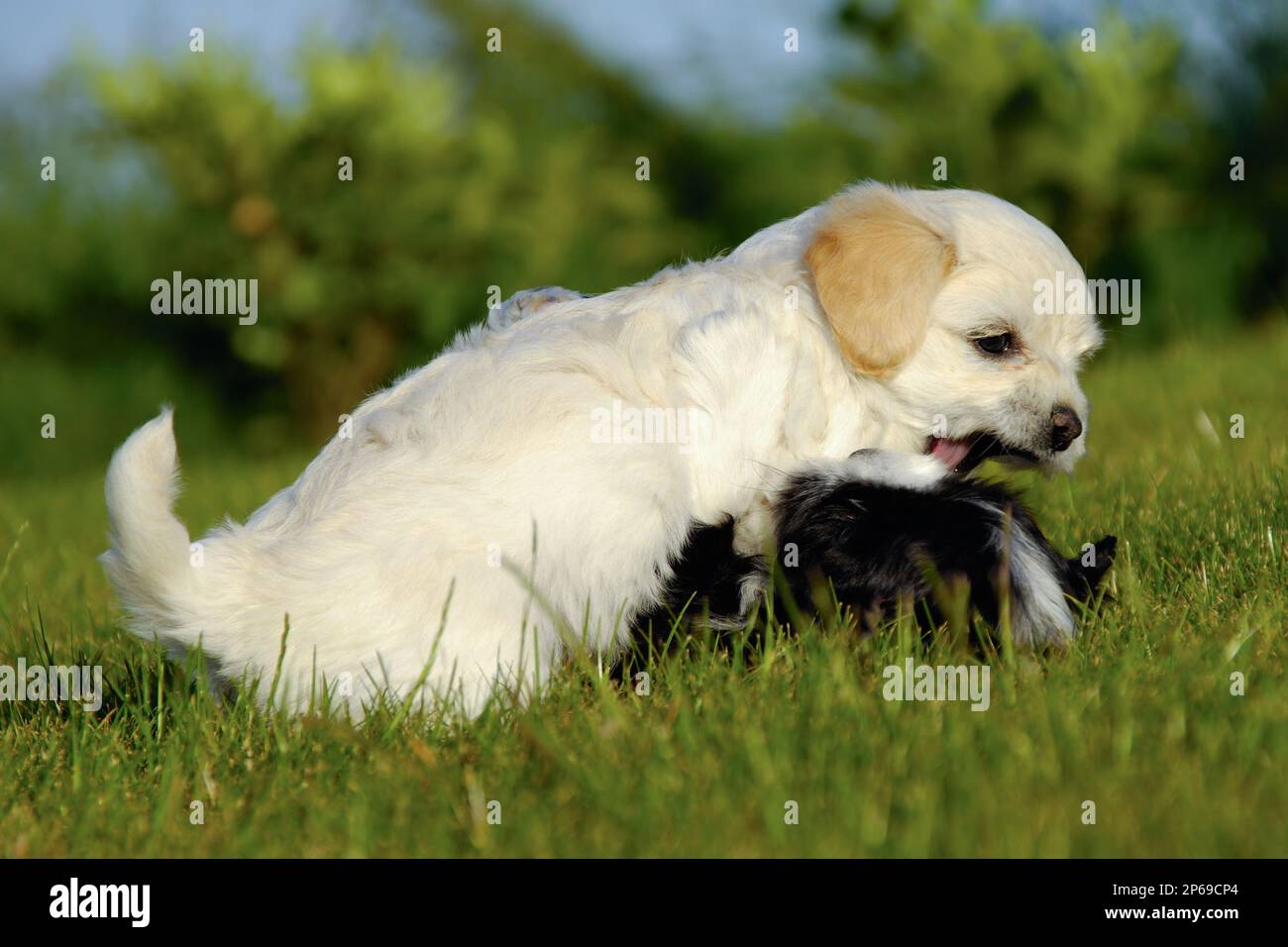 Two sweet puppies are playing and fighting in the sun Stock Photo - Alamy