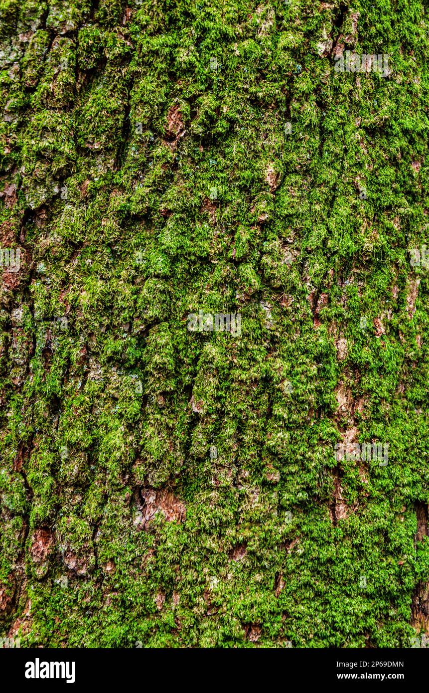 Tree trunk with open bark covered in moss as background Stock Photo - Alamy
