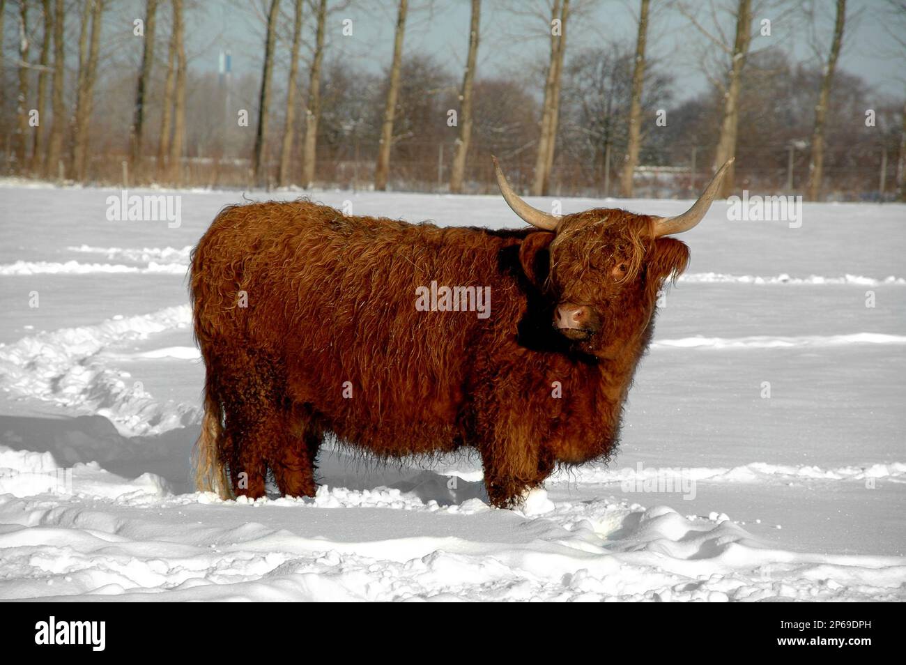 Cow in field snow ice hi-res stock photography and images - Alamy
