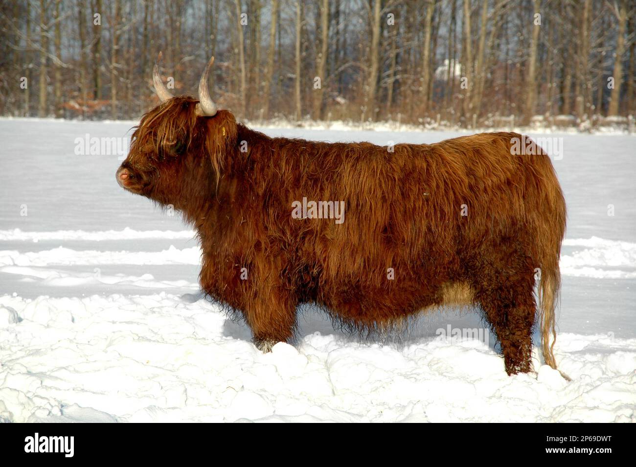 Cow in field snow ice hi-res stock photography and images - Alamy