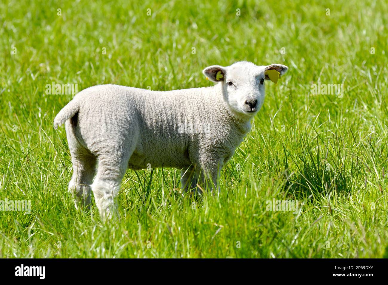 Sweet lamb in profile on a green field Stock Photo - Alamy
