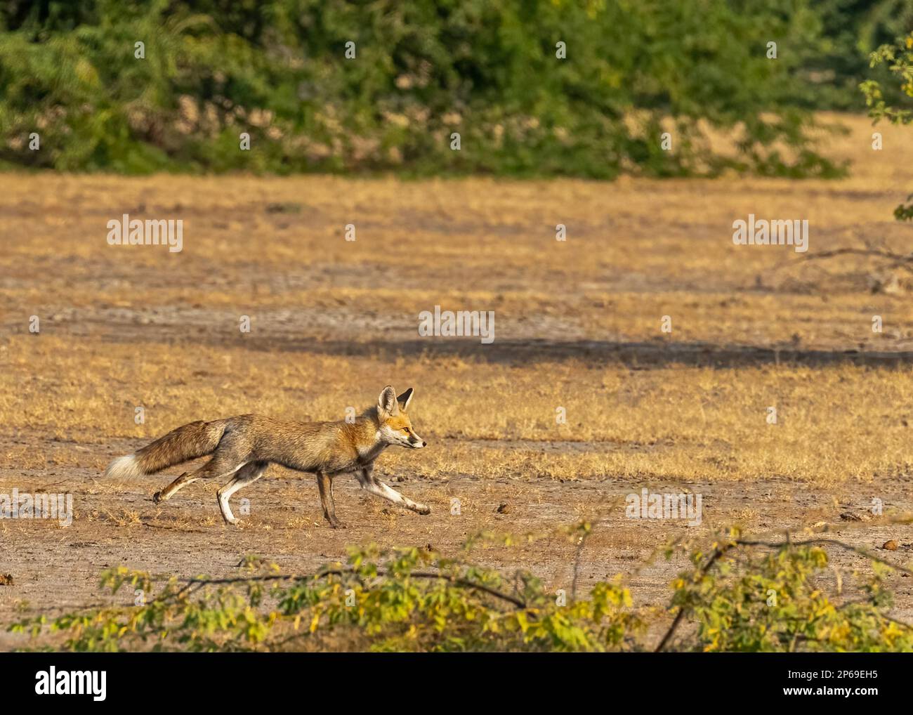Baby fox running hi-res stock photography and images - Alamy
