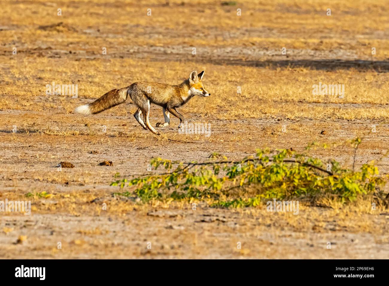 Running blood isolated hi-res stock photography and images - Alamy