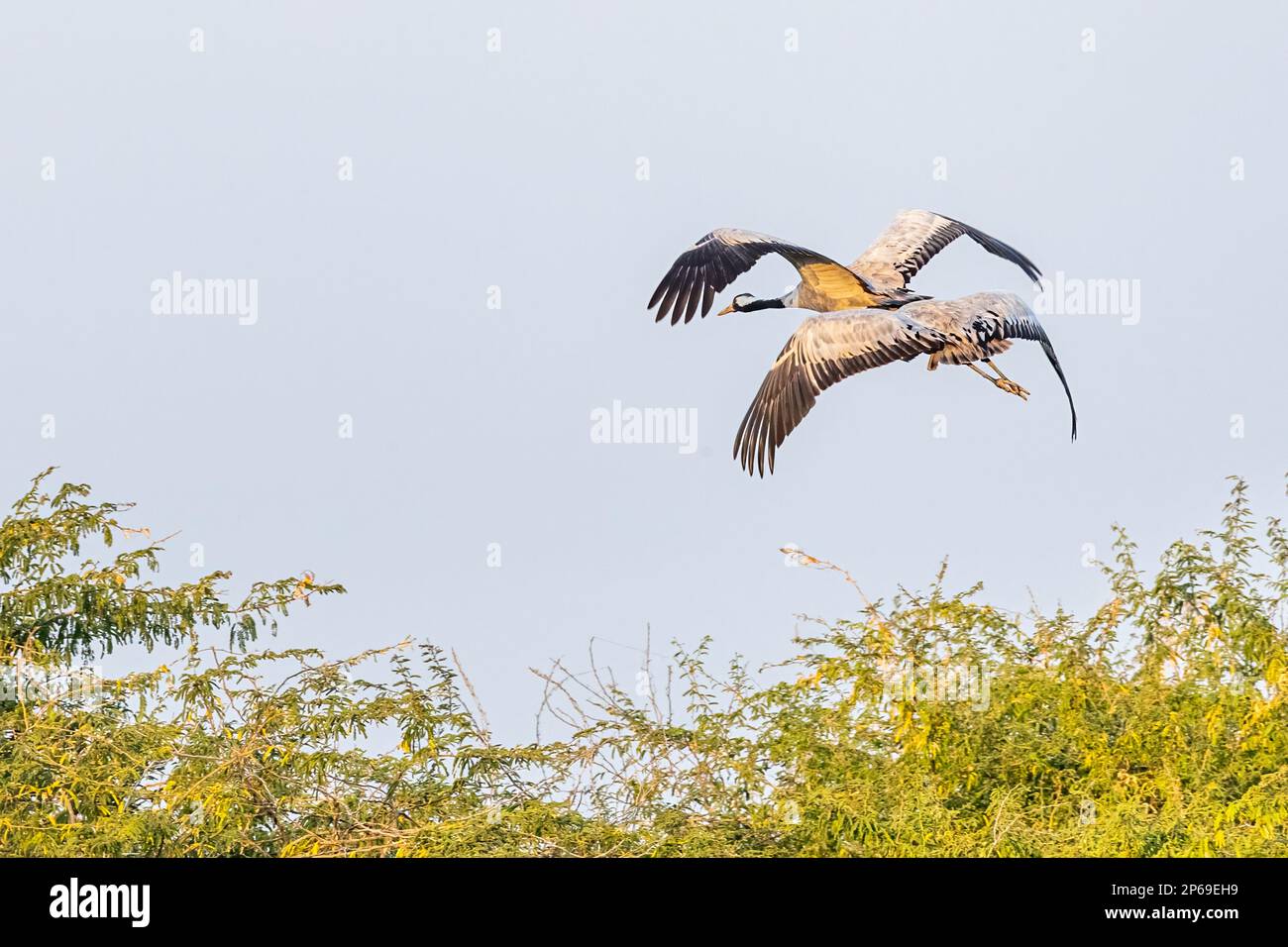 A couple of Common crane flying over a forest Stock Photo - Alamy