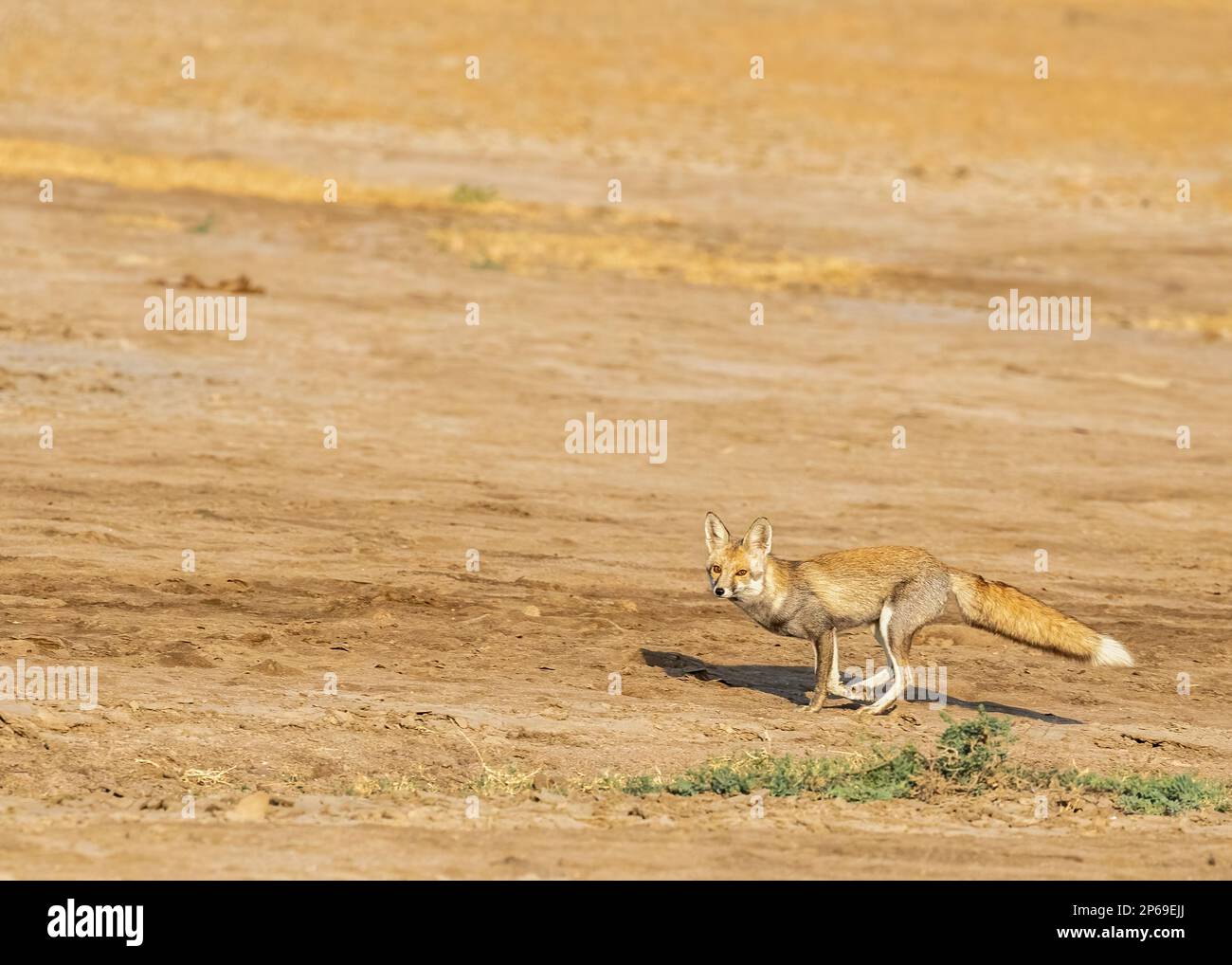 A Fox with all legs together in desert Stock Photo - Alamy