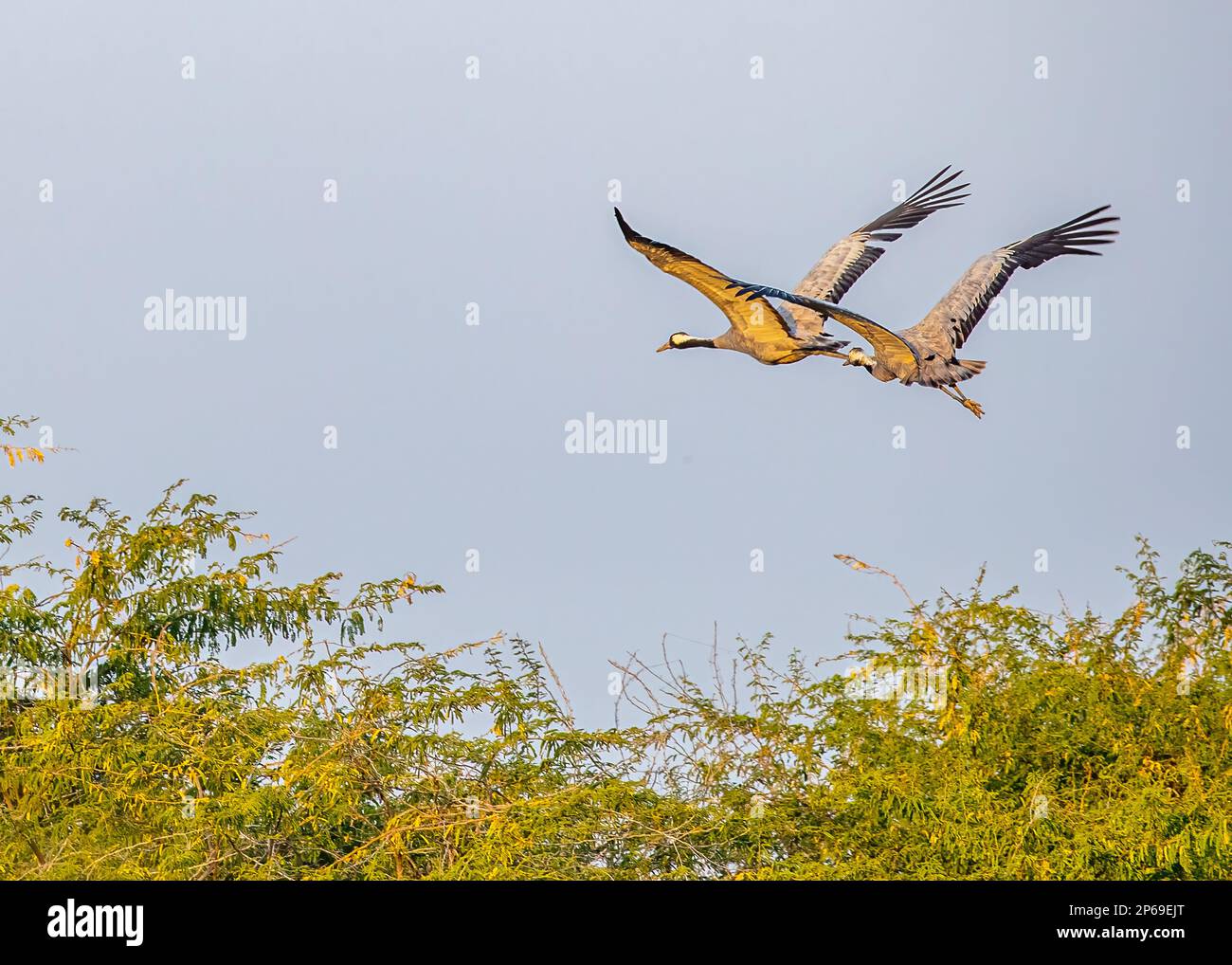 Common cranes in flight hi-res stock photography and images - Alamy