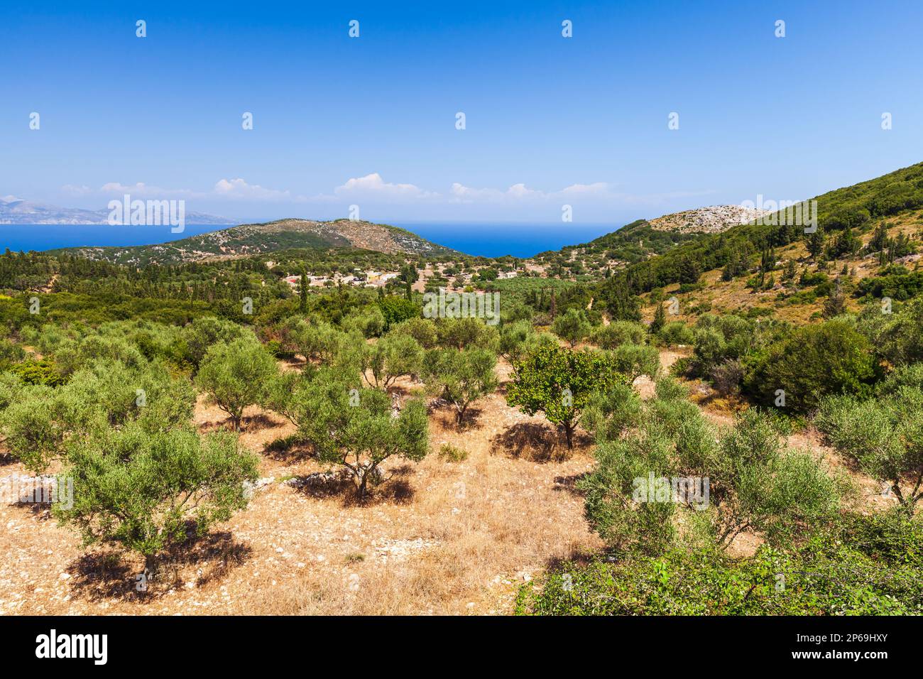 Zakynthos summer landscape with olive trees. Greek island in the Ionian ...