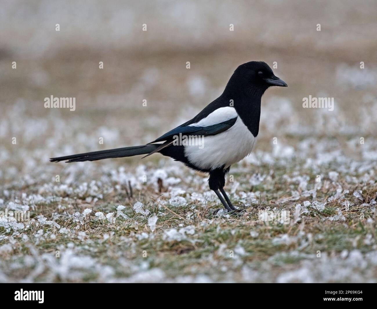 European magpie standing Stock Photo - Alamy