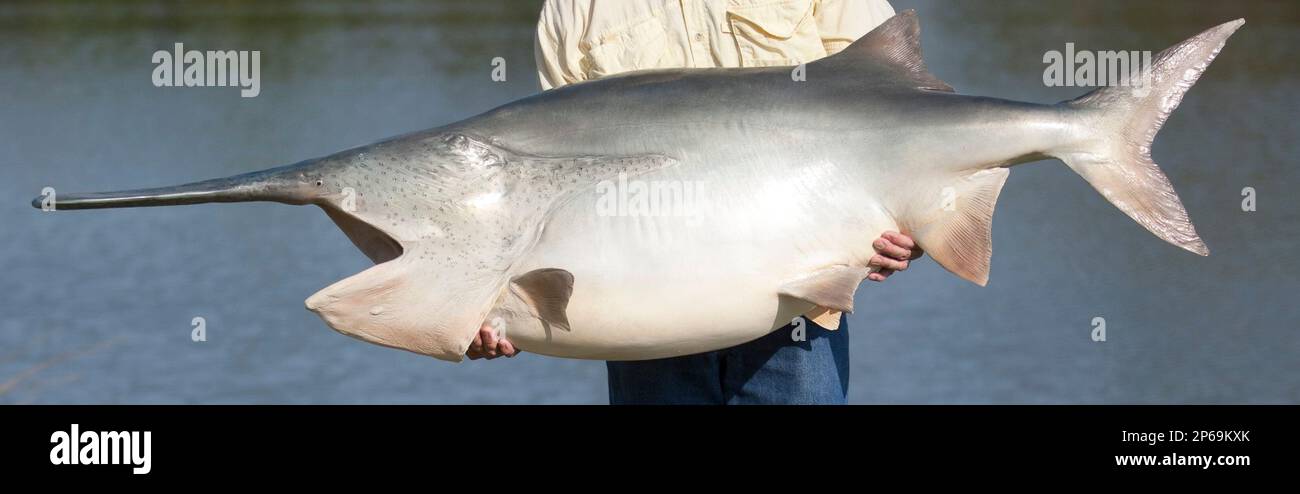World Record Spoonbill
