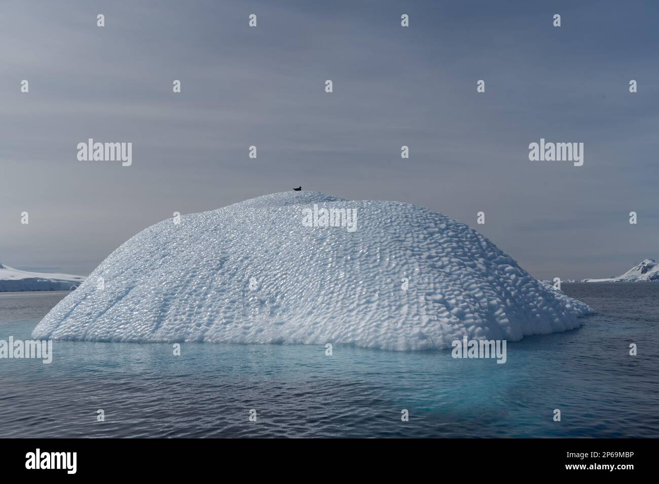Bird sitting on an iceberg in Antarctica Stock Photo - Alamy