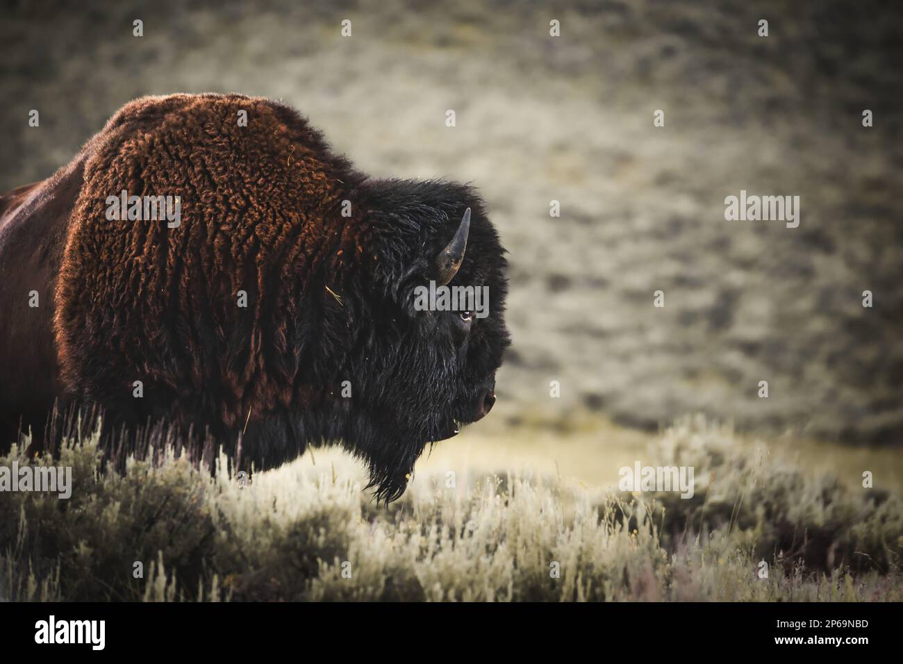 Side profile of head and shoulders of a large brown male buffalo in ...