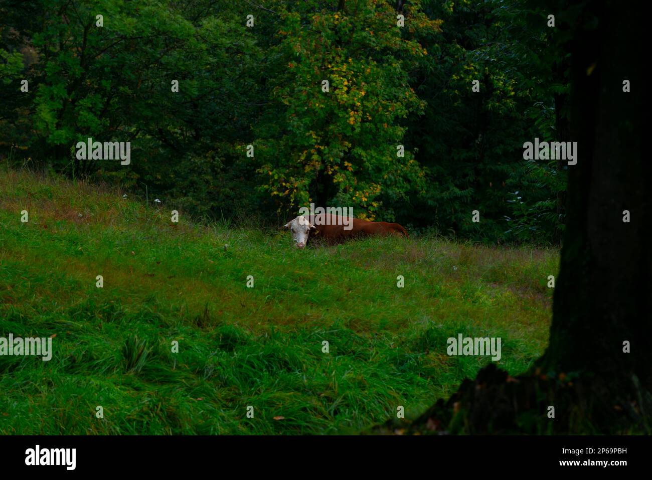 Cow Hidden in the Green Forestin Ticino, Switzerland Stock Photo - Alamy