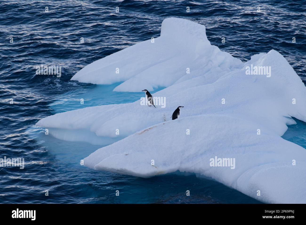 Chinstrap penguins on blue iceberg hi-res stock photography and images ...