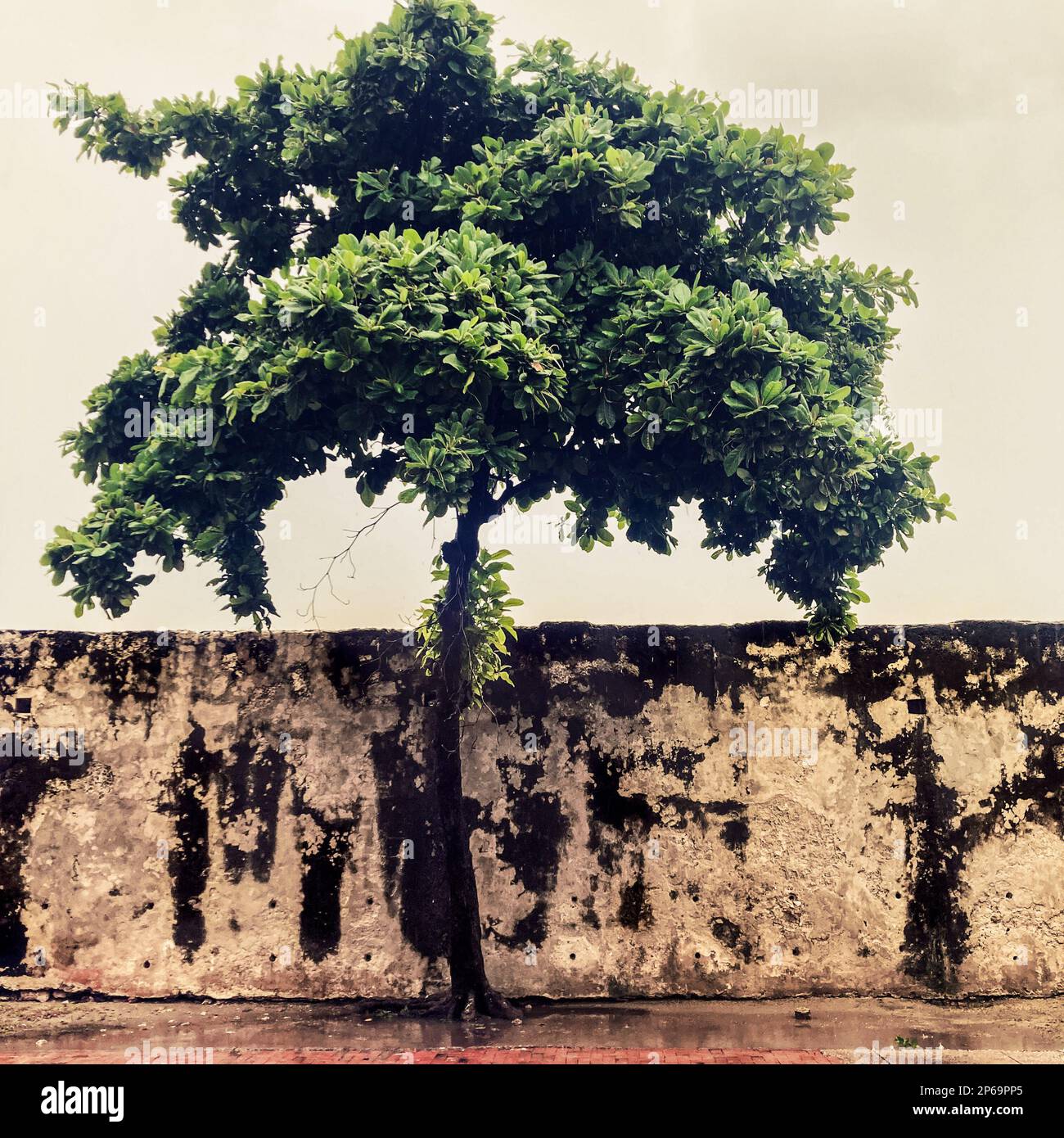 A tropical decorative tree is seen growing in front of the wall covered ...