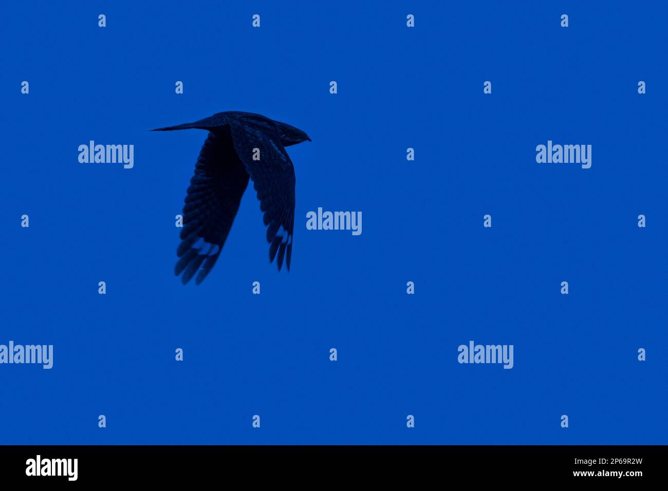 European nightjar / Eurasian nightjar / common goatsucker (Caprimulgus ...