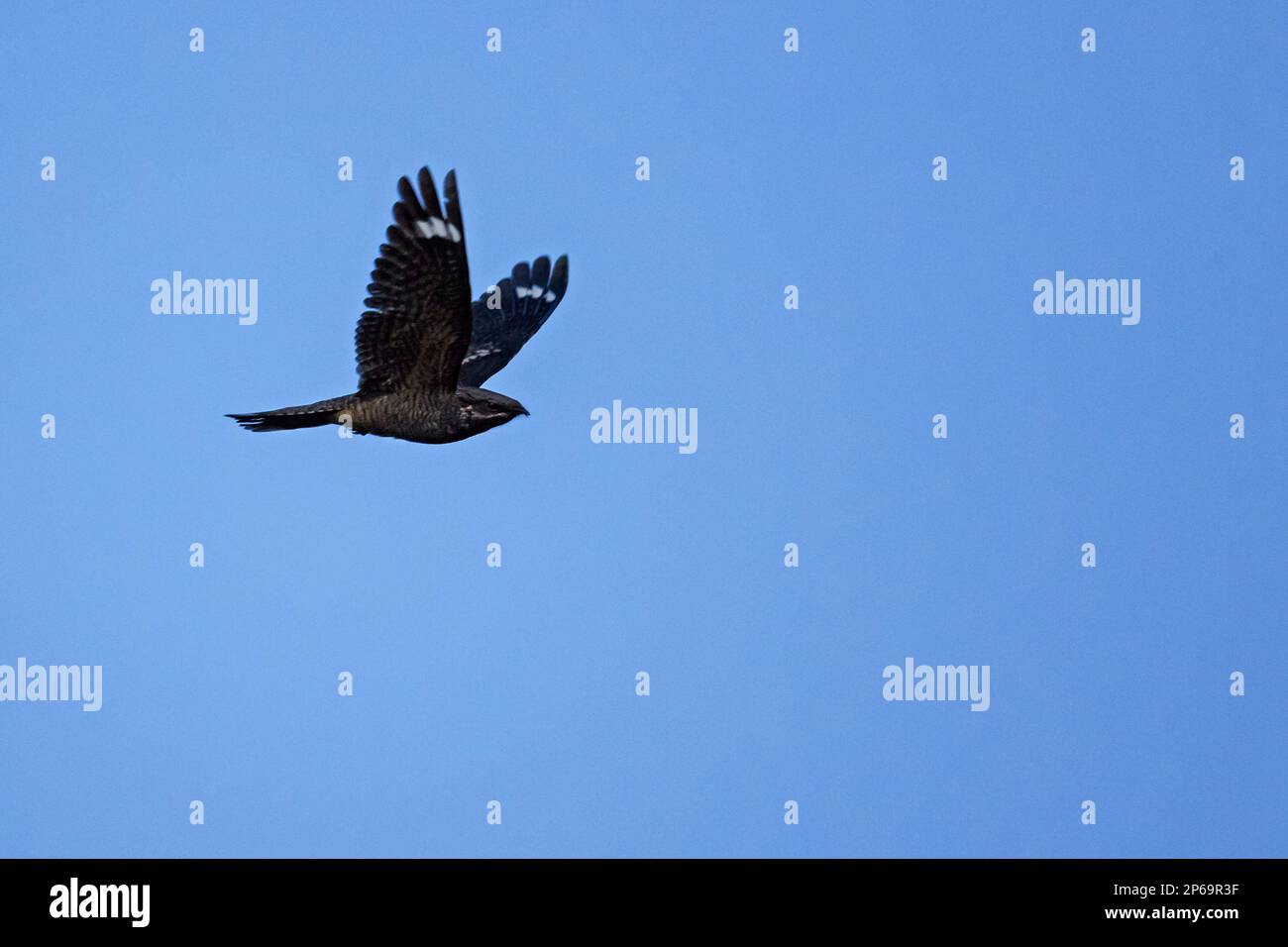European nightjar / Eurasian nightjar / common goatsucker (Caprimulgus ...