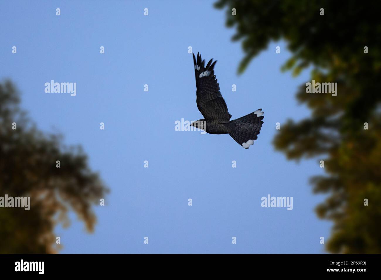 European nightjar / Eurasian nightjar / common goatsucker (Caprimulgus ...