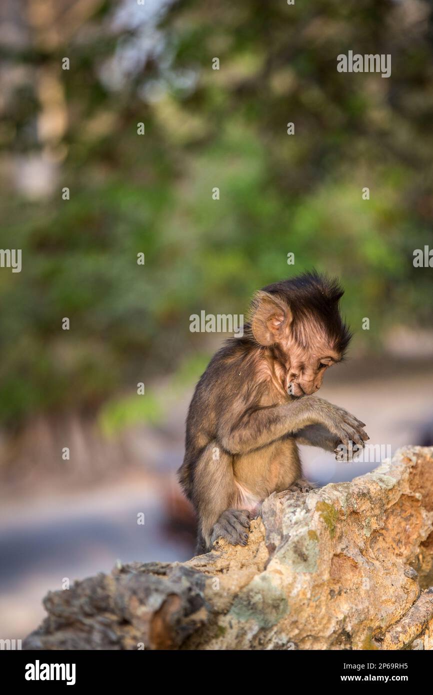 Young baby Macaque monkey eating Stock Photo - Alamy