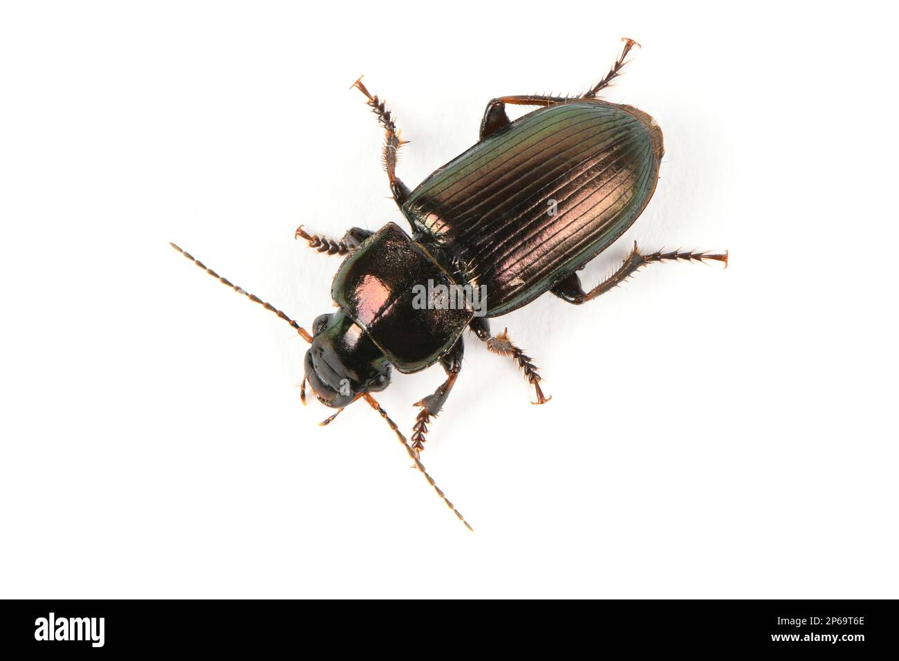 Bark beetle, big greenish beetle on white background (Latin name ...