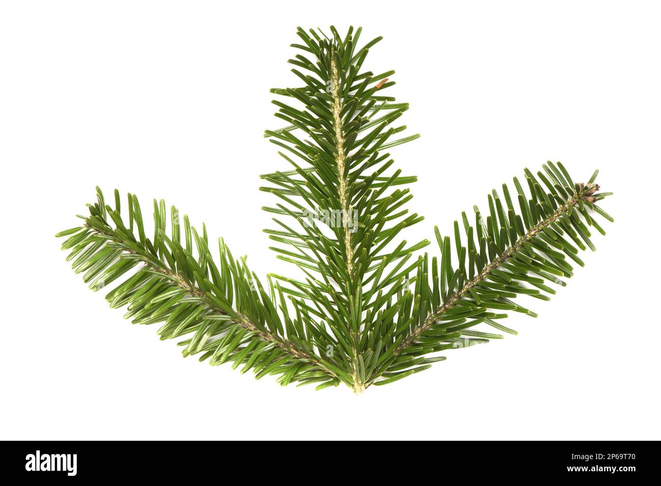 Spruce branch isolated on white background. High resolution photo. Full ...