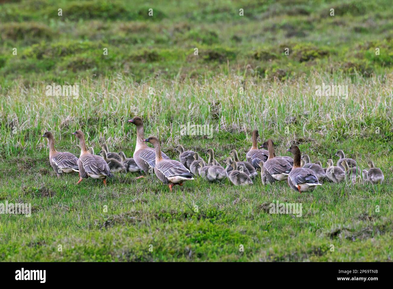 Pink-footed goose (Anser brachyrhynchus) flock, adult geese with ...