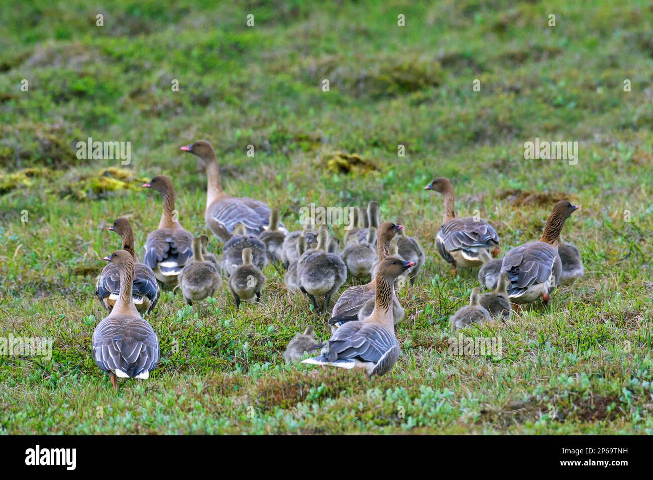 Pink-footed goose (Anser brachyrhynchus) flock, adult geese with ...