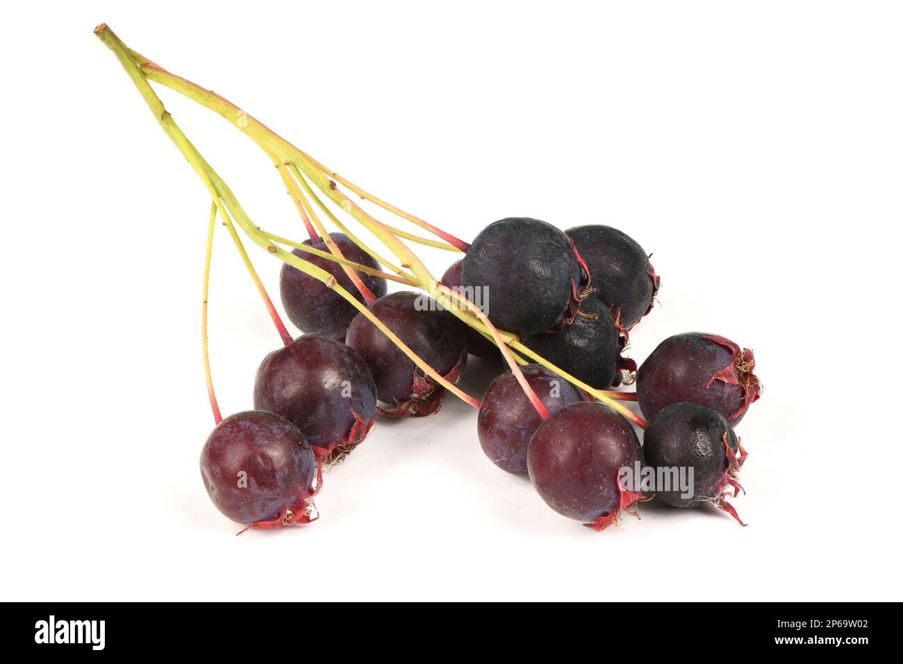 Berries of amelanchier or chuckley pear. High resolution photo. Full ...