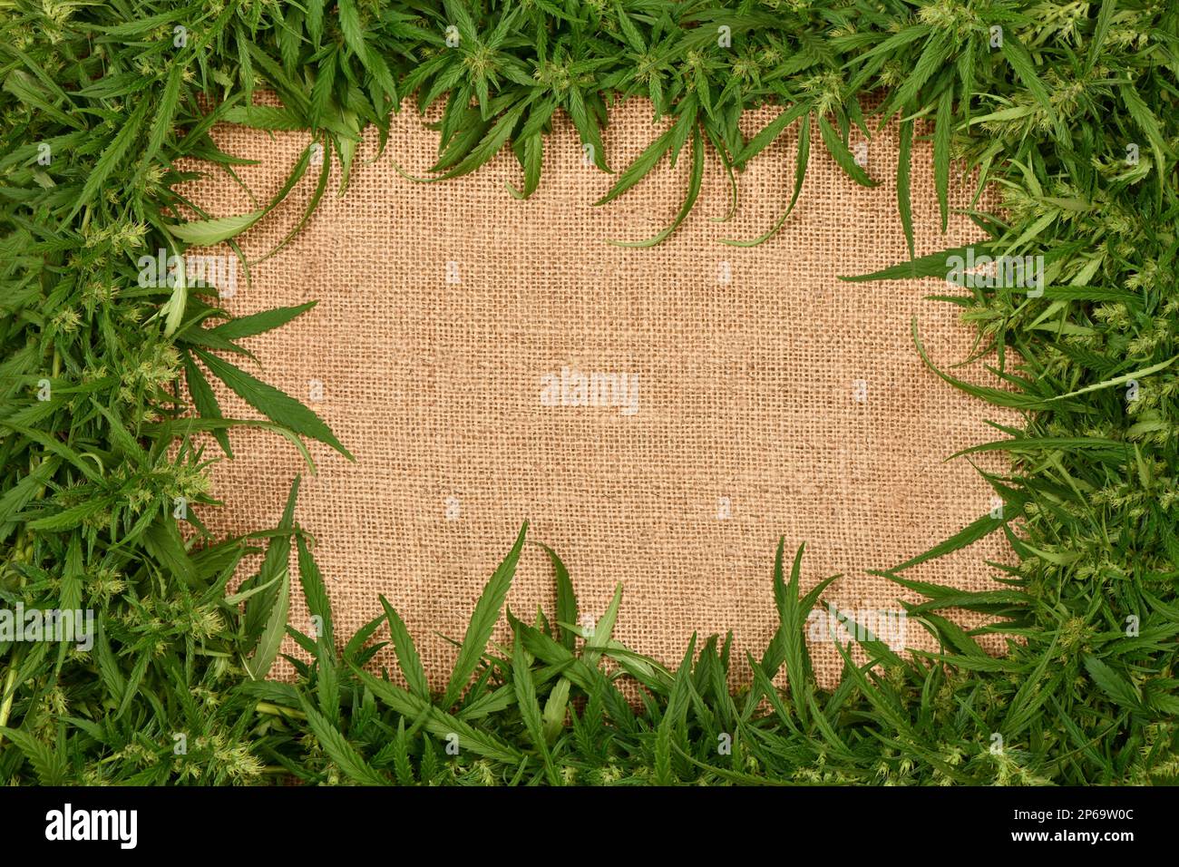 Square frame with marijuana cannabis leaf on sackcloth background. High ...