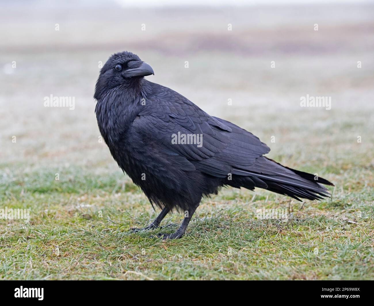 Common raven standing Stock Photo - Alamy