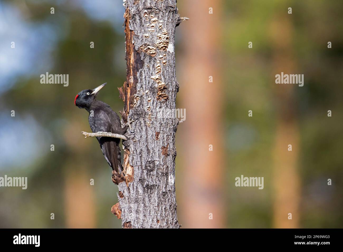 Black woodpecker (Dryocopus martius) female foraging on dead tree trunk ...