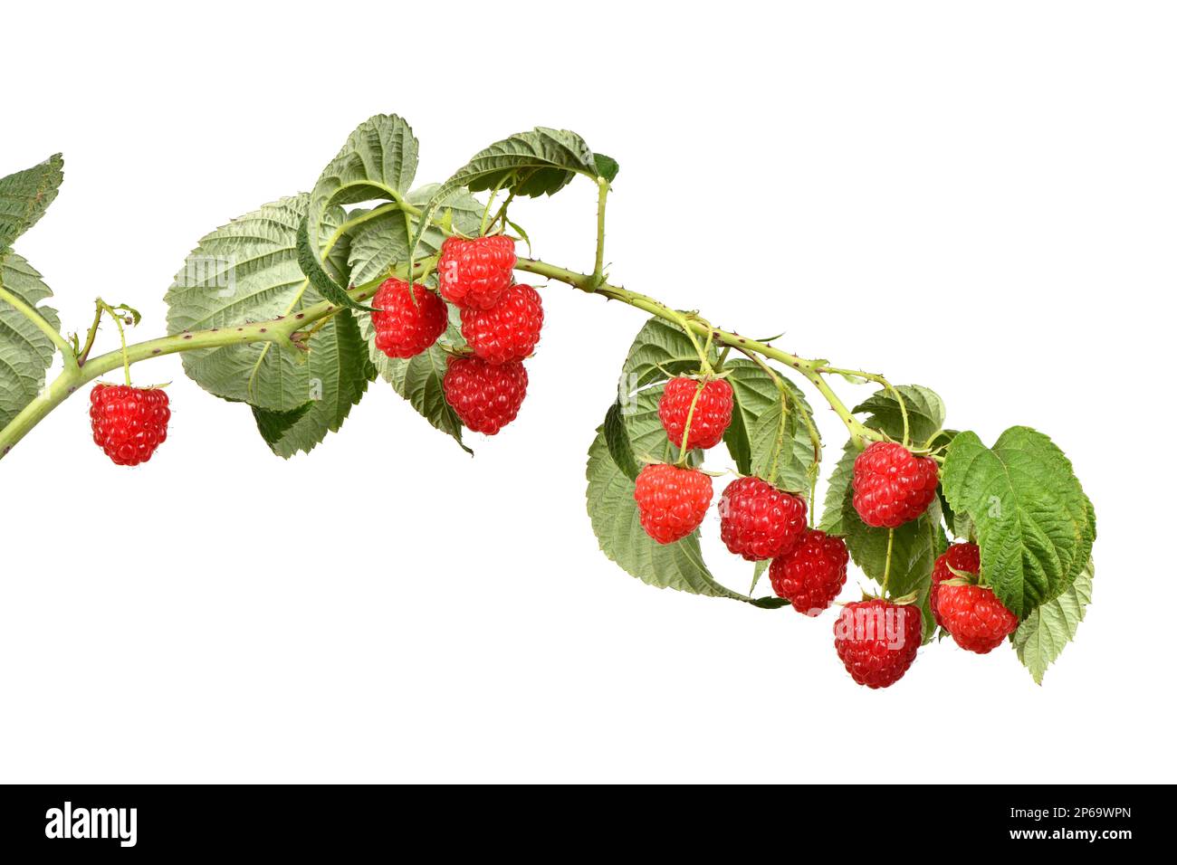 Raspberry twig with leaves isolated on white background. High ...