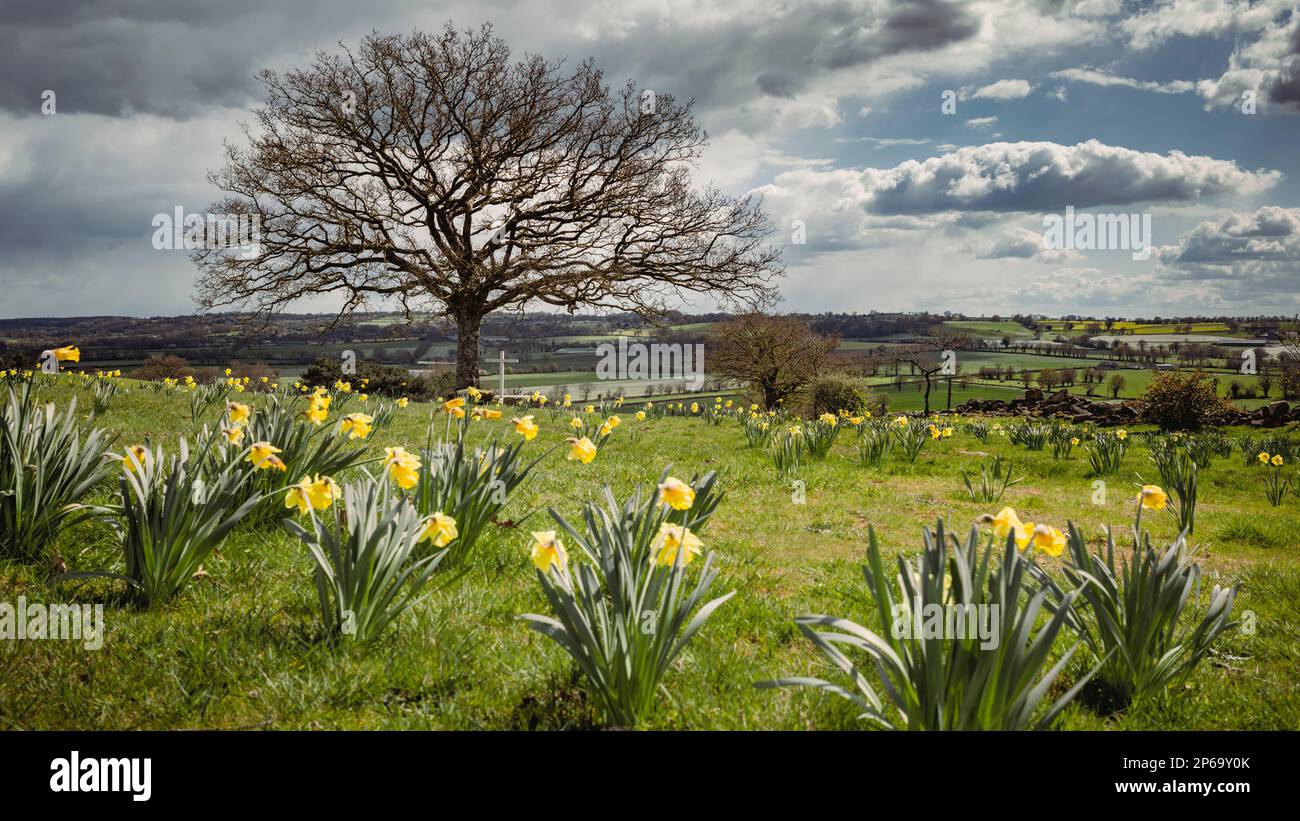 Crucifixion tree hi-res stock photography and images - Alamy