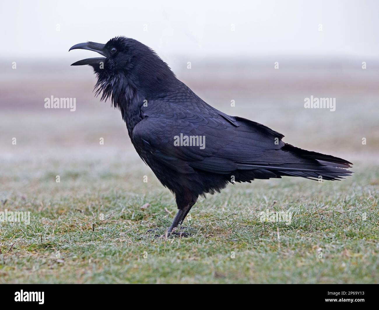 Common raven standing Stock Photo - Alamy