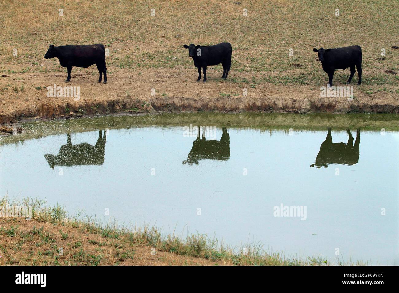 Central Illinois cattle stand in a pasture struggling from lack of rain ...