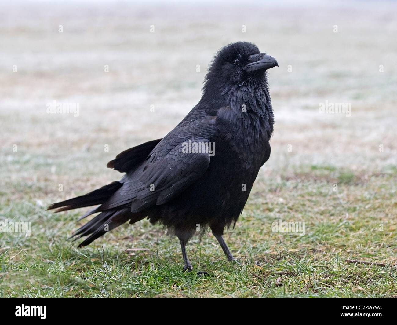 Common raven standing Stock Photo - Alamy