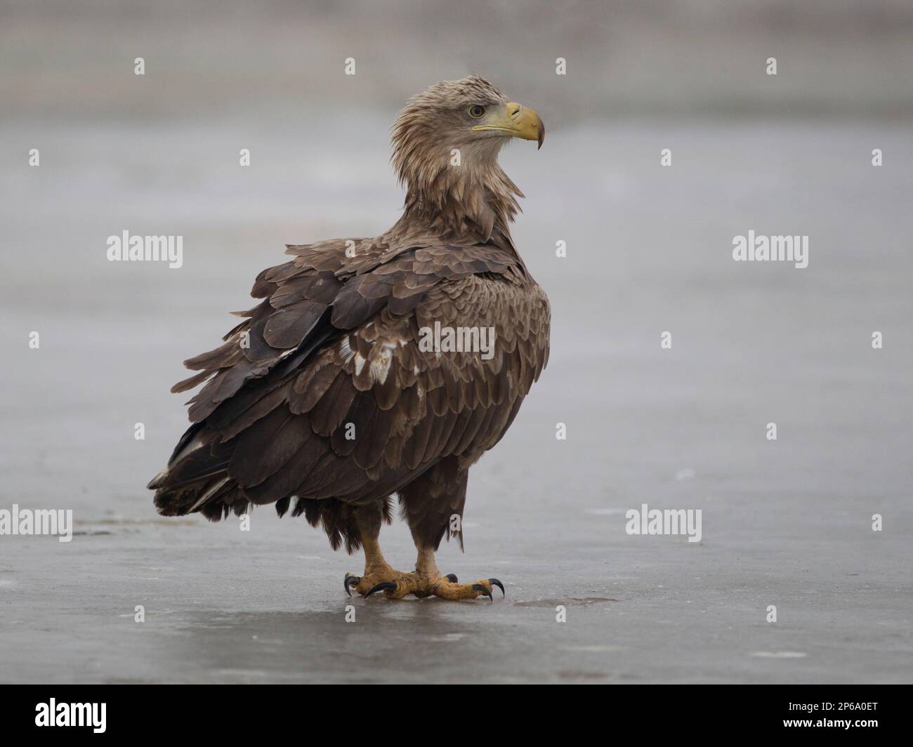 White-tailed eagle standing on ice Stock Photo - Alamy