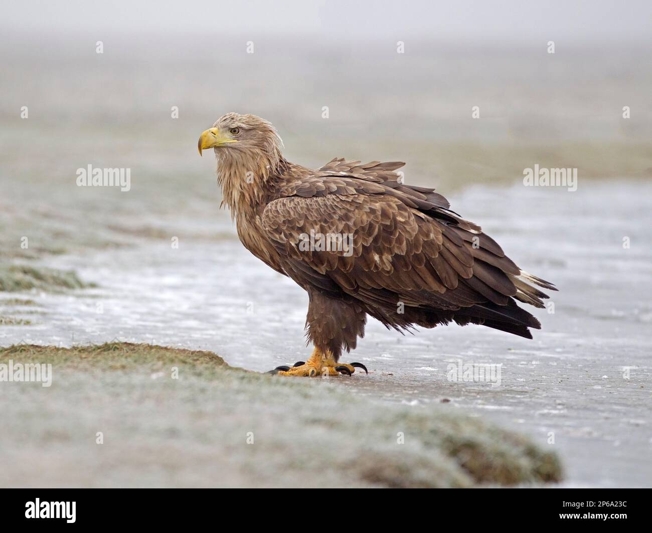 White-tailed eagle standing on ice Stock Photo - Alamy