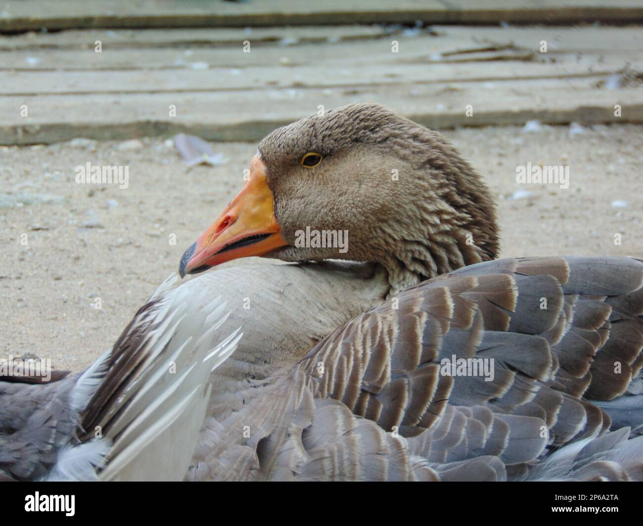 Toulouse goose (Anser anser domesticus). Closeup view Stock Photo - Alamy