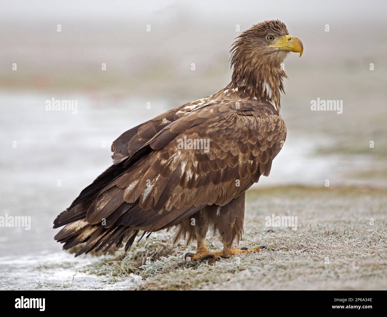 White-tailed eagle standing Stock Photo - Alamy