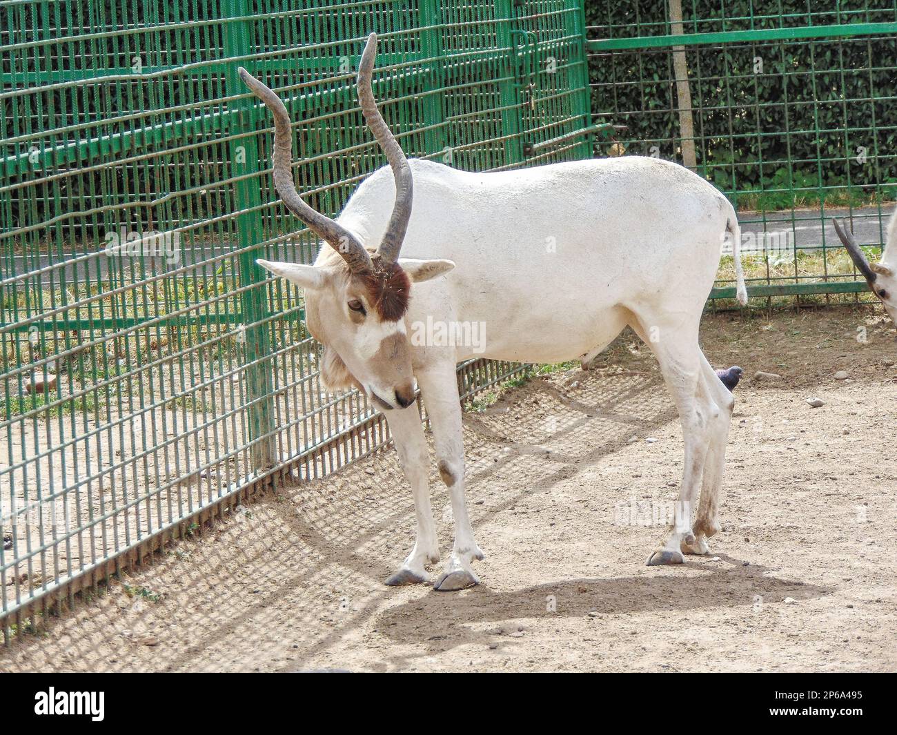 Addax antelope (Addax nasomaculatus) at zoo Oradea, Romania Stock Photo ...
