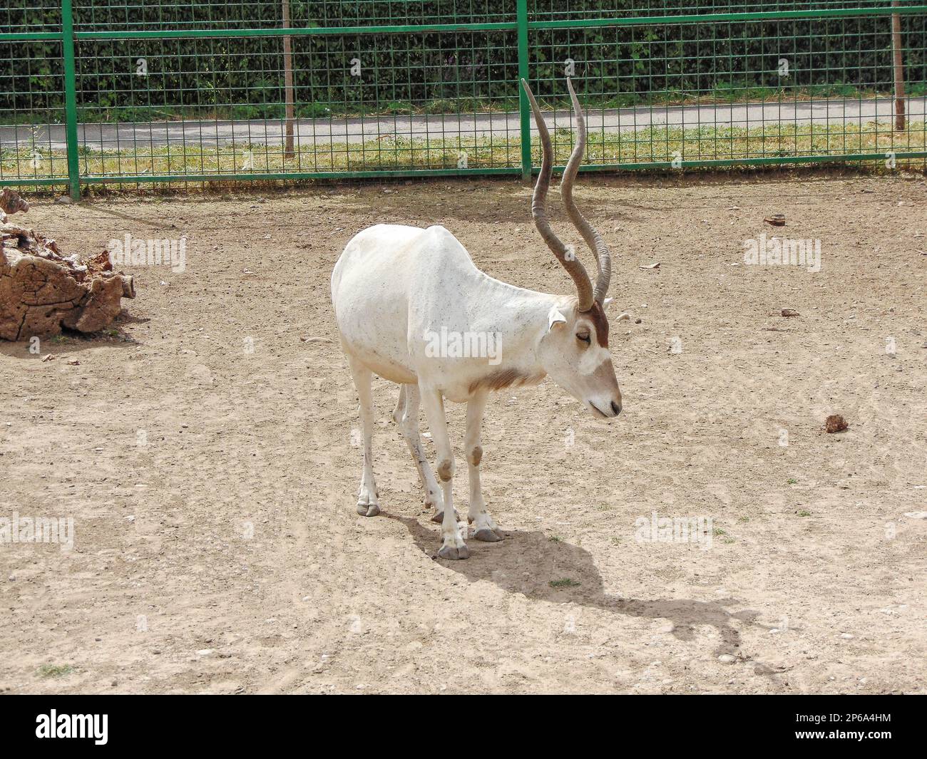 Addax antelope (Addax nasomaculatus) at zoo Oradea, Romania Stock Photo ...