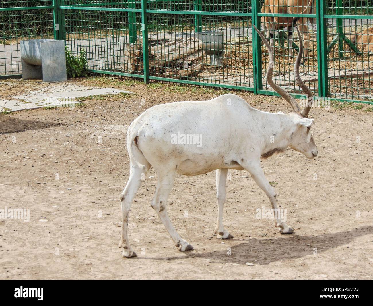 Addax antelope (Addax nasomaculatus) at zoo Oradea, Romania Stock Photo ...