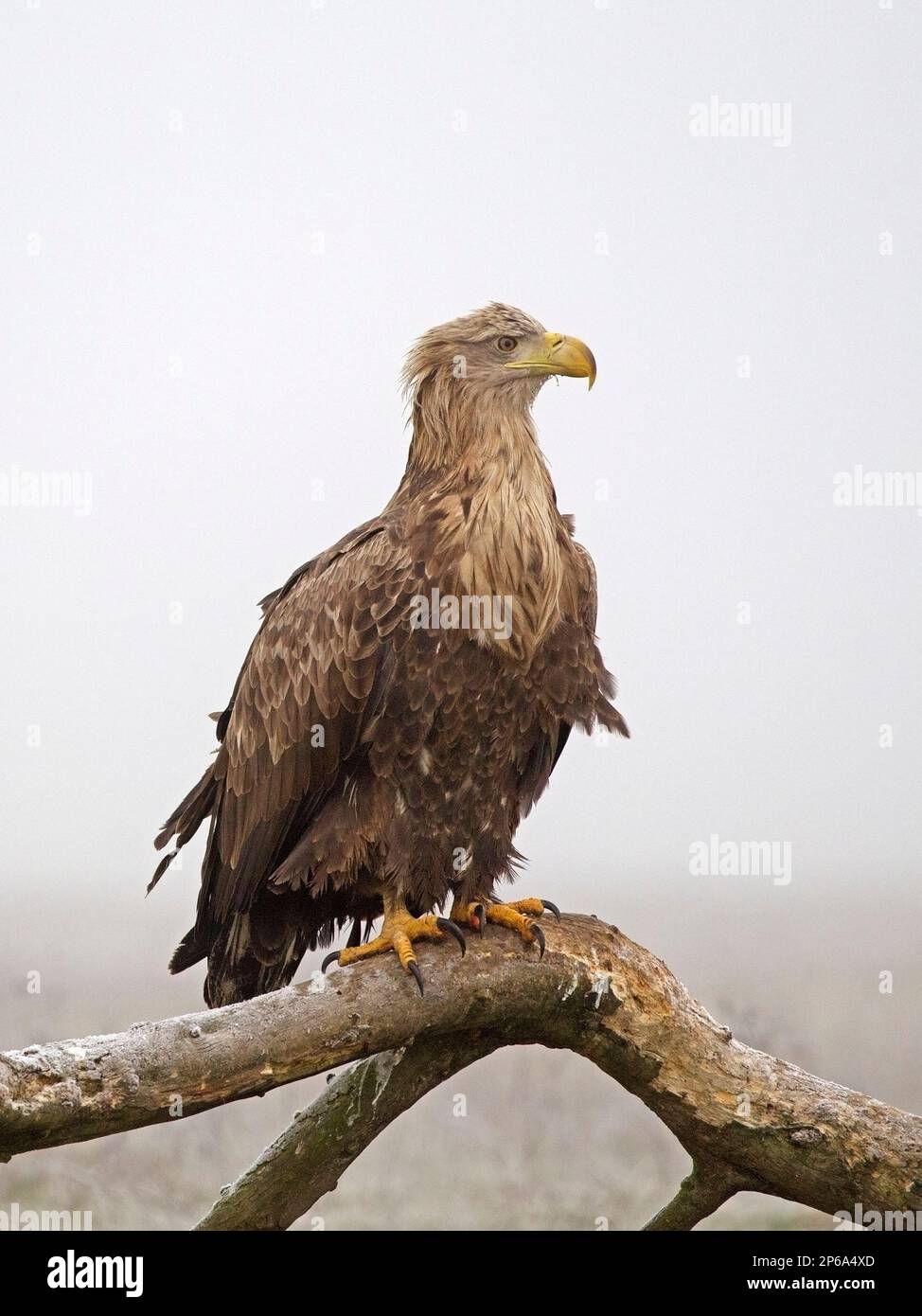 White-tailed eagle perched Stock Photo - Alamy